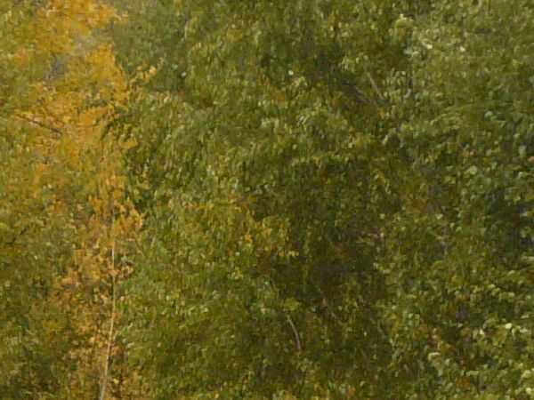 forest side view texture 0007 - Texturelib